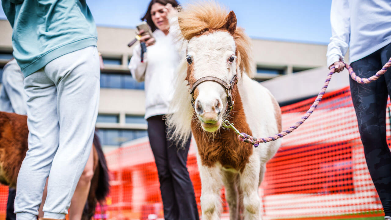 OT students destress with therapy animals | Quinnipiac Today