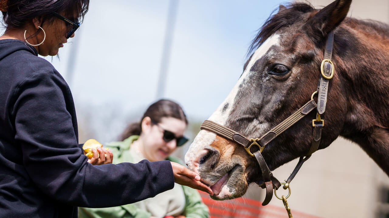 OT students destress with therapy animals | Quinnipiac Today